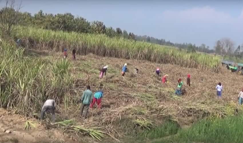 मोरङको उखुबारीमा गाडिएका हब फेला राजेन्द्र र शम्भू साथी -साथी « Yo Bela