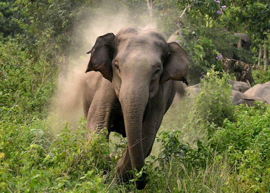 झापामा पोथी हात्ती मृत फेला « Yo Bela