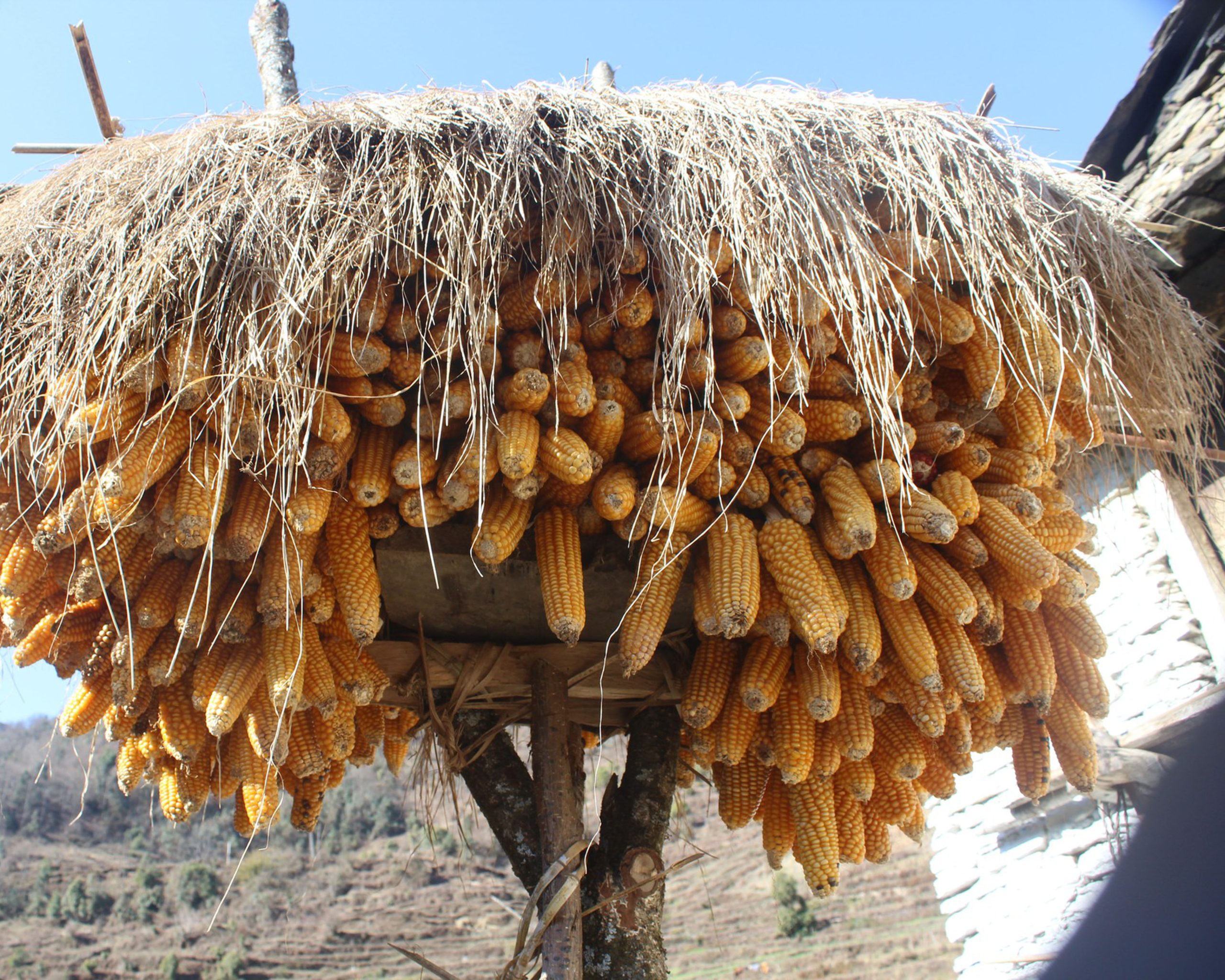 जाजरकोटमा मकै भित्र्याउँदै, दसैँ मनाउदै « Yo Bela