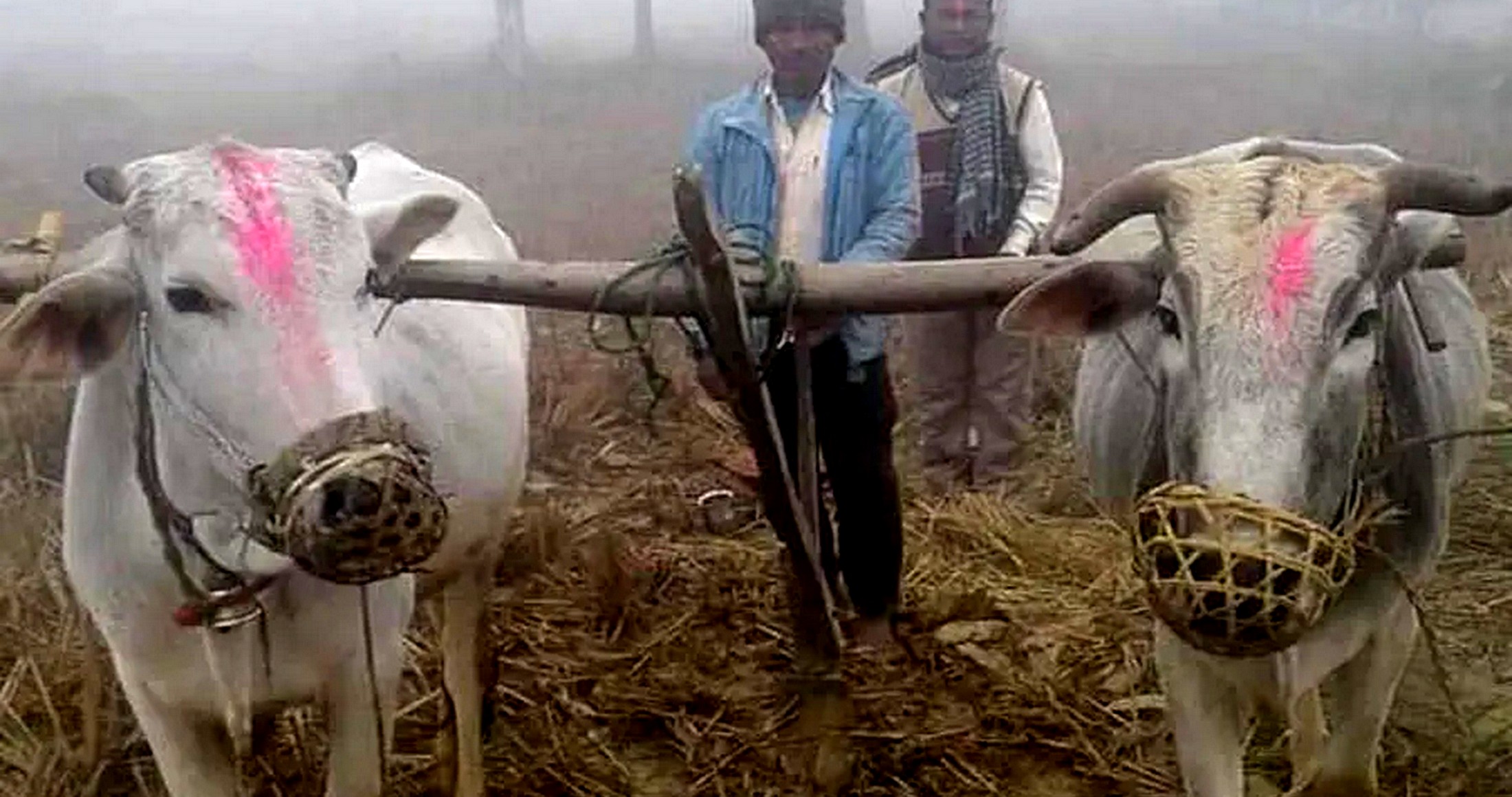 मिथिलाञ्चलमा आज देखि खेतीको मौसम सुरु हलो र गोरुको पूजा गरिँदै « Yo Bela