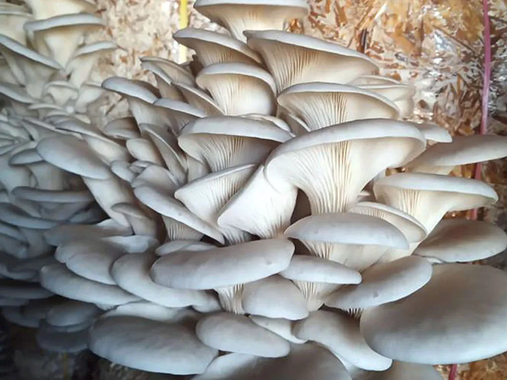 जङ्गली च्याउ खाँदा गुल्मीमा तीन जना बिरामी « Yo Bela