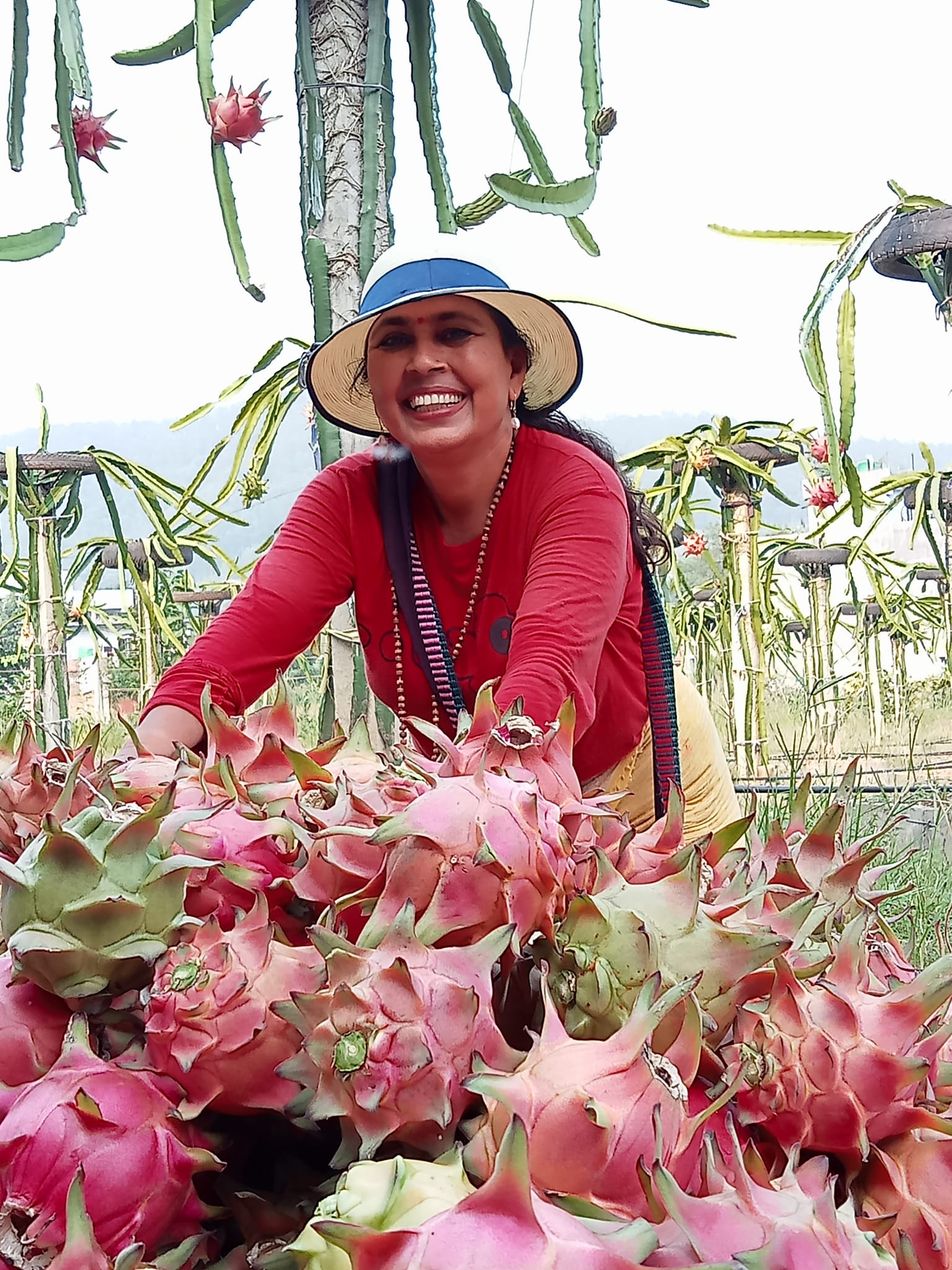 ड्रागन फ्रुट खेतीमा सफल गौली « Yo Bela