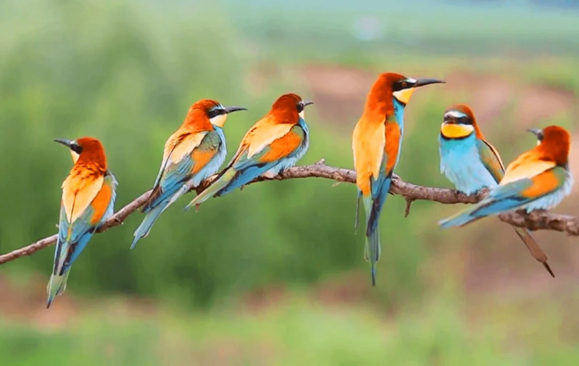 शुक्लाफाँटा राष्ट्रिय निकुञ्जमा दुर्लभ चरा चिनाउन ‘होर्डिङ बोर्ड’ « Yo Bela